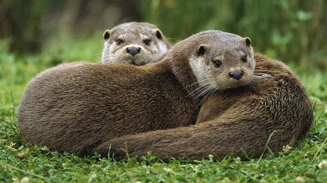 Andy foto natura: Nutrias